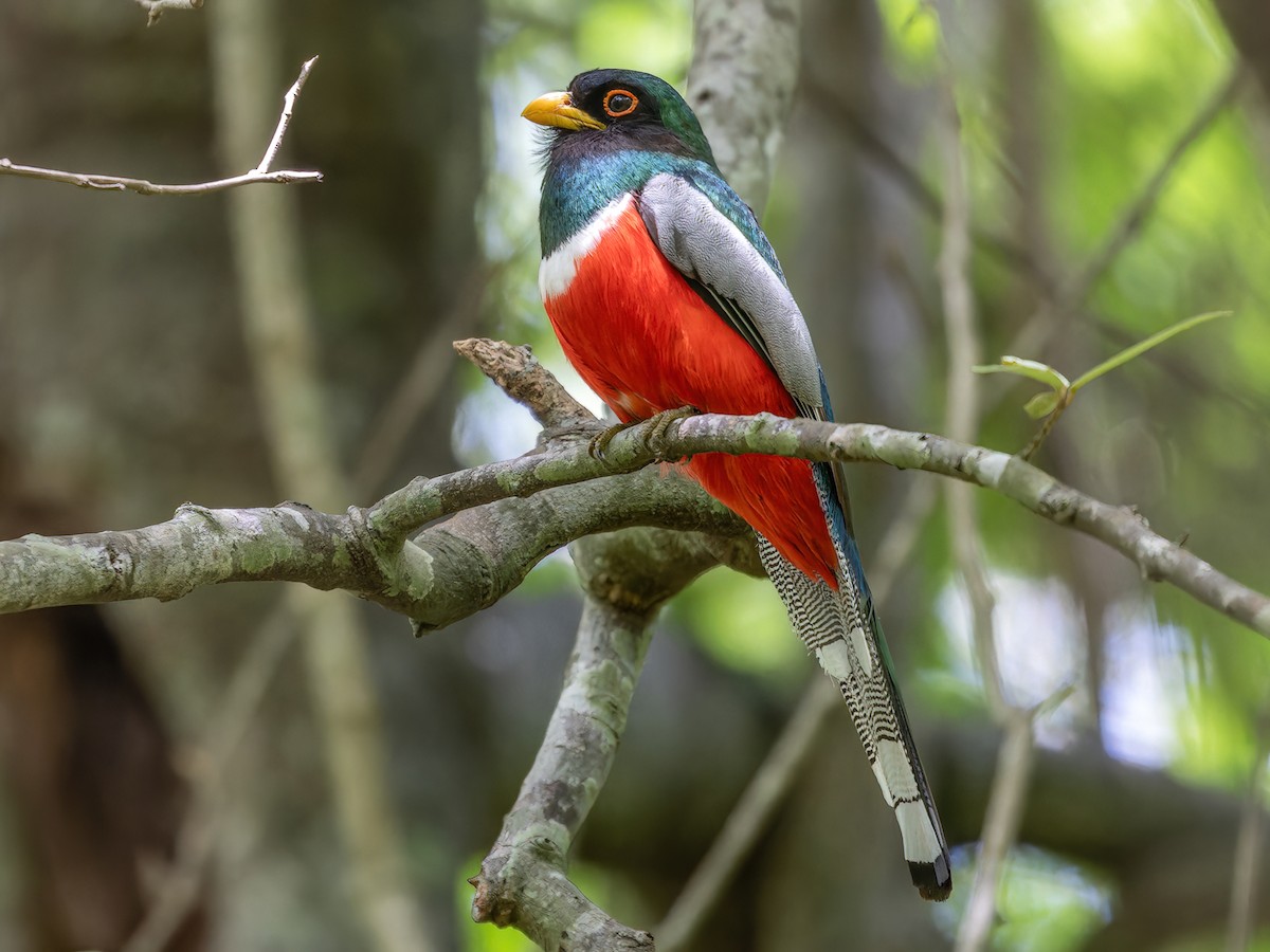 Elegant Trogon - Trogon elegans - Birds of the World