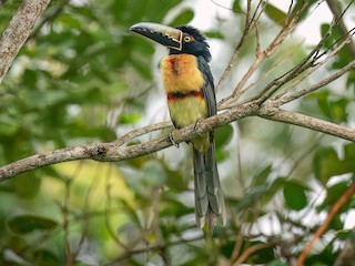 Collared Aracari - Pteroglossus torquatus - Birds of the World
