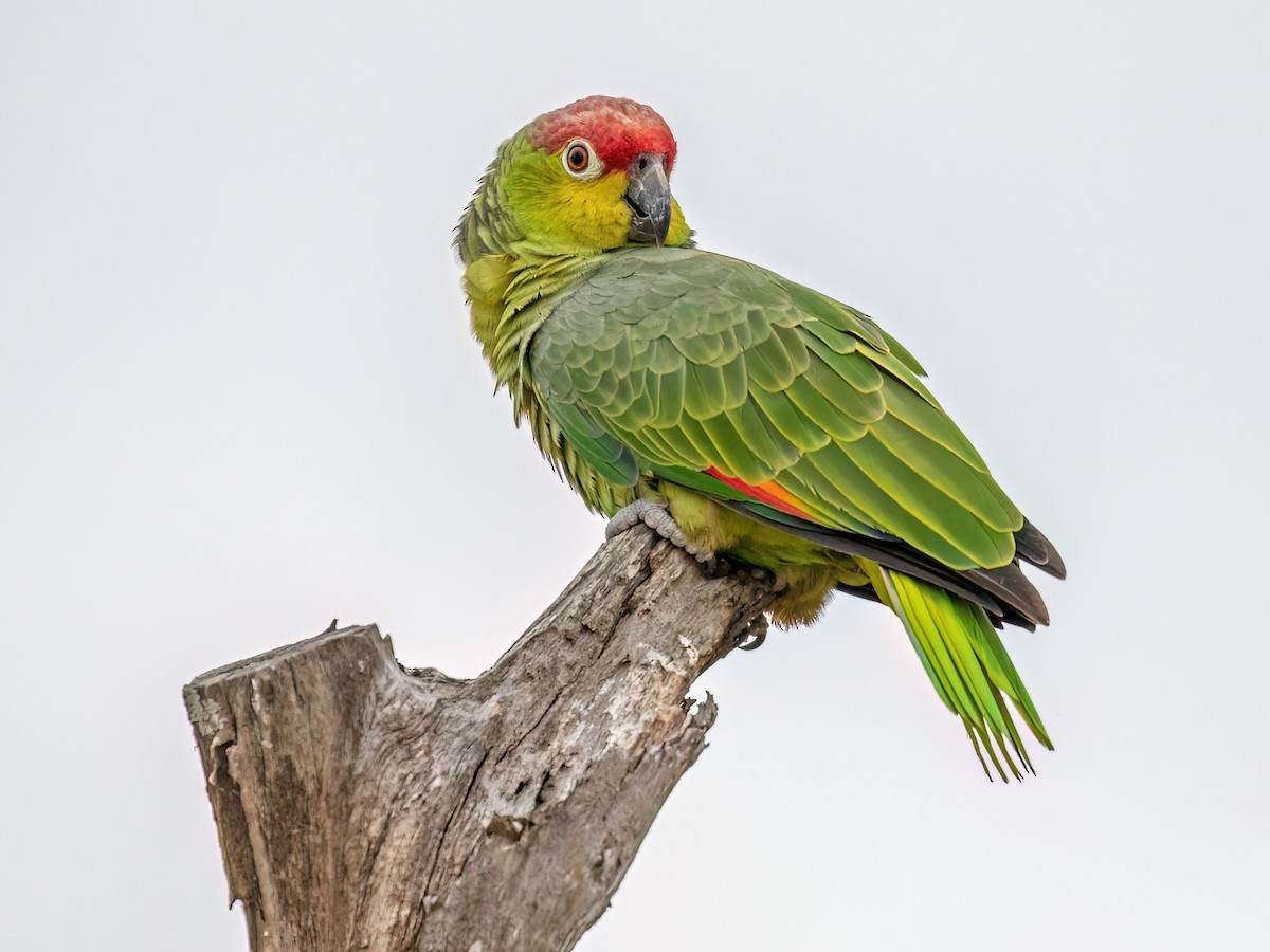 Lilacine Amazon - Amazona lilacina - Birds of the World