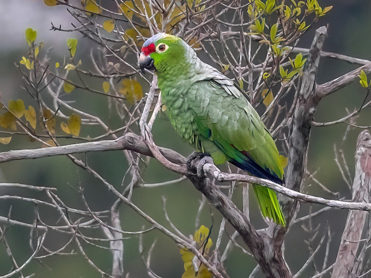 Diademed Amazon - Amazona diadema - Birds of the World