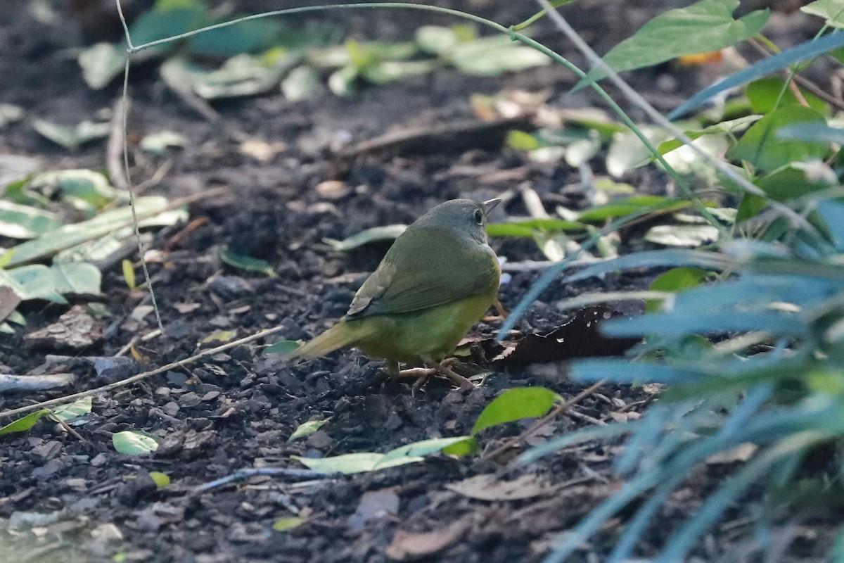 Connecticut/MacGillivray's/Mourning Warbler - eBird