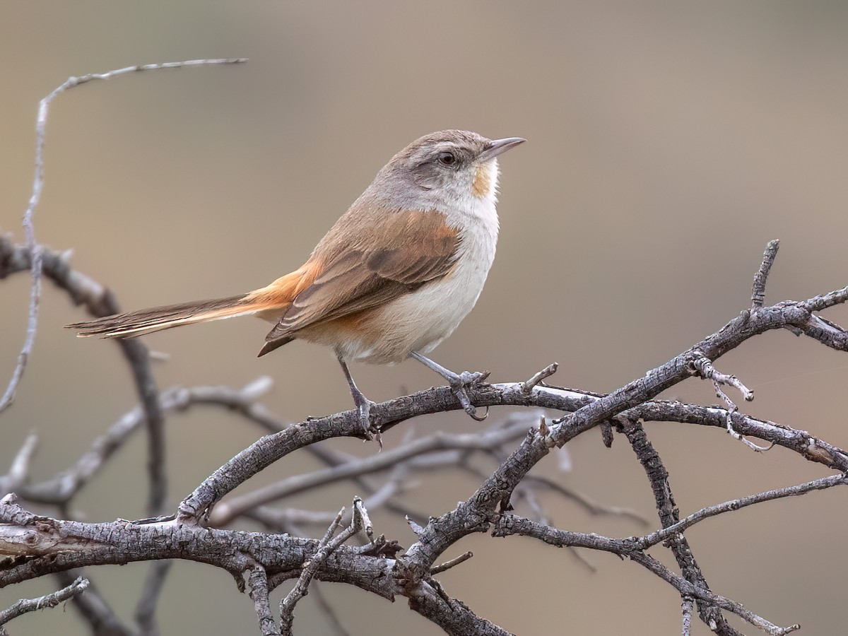 Pale-tailed Canastero - Asthenes huancavelicae - Birds of the World