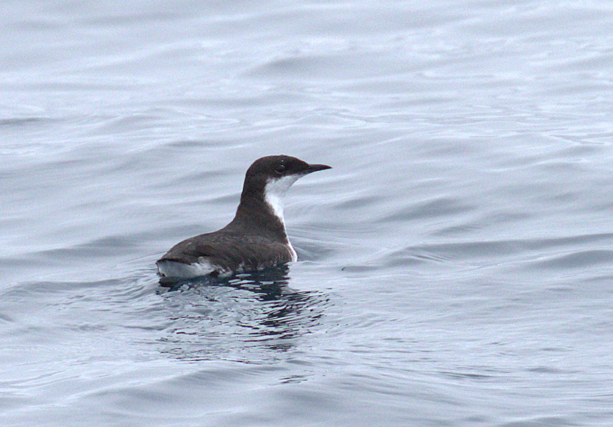 eBird Checklist - 16 Jul 2017 - Island Adventure. Leg 7. 33°16'18" N ...