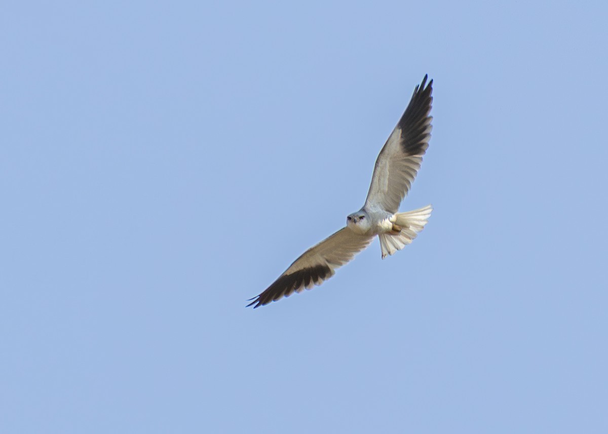 Black-winged Kite (African) - eBird
