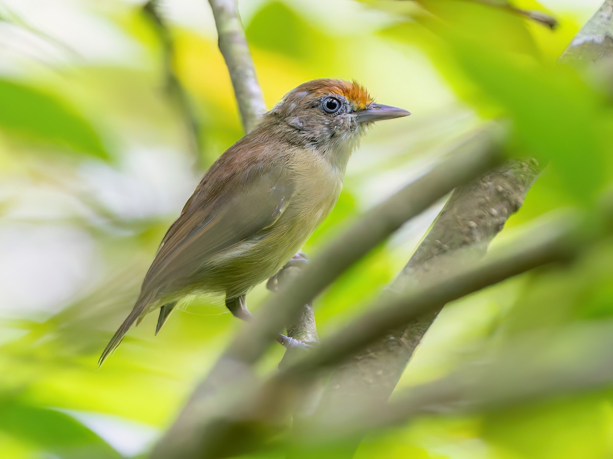 Ochre-crowned Greenlet - Tunchiornis ochraceiceps - Birds of the World