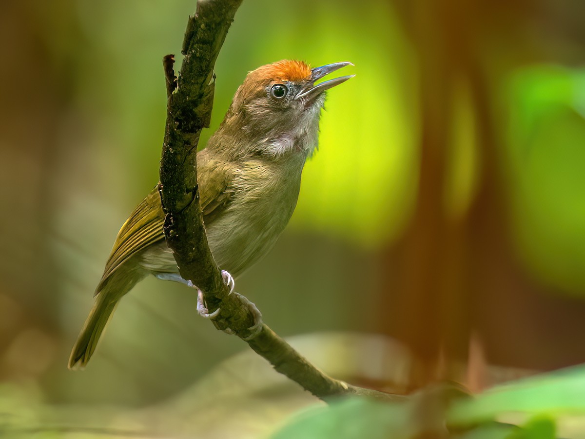 Rufous-fronted Greenlet - Tunchiornis ferrugineifrons - Birds of the World