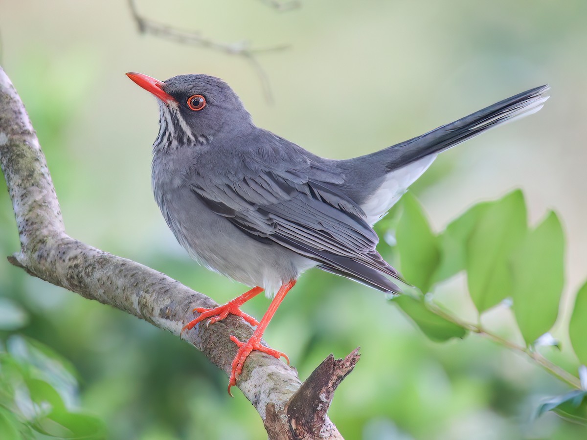 Eastern Red-legged Thrush - Turdus ardosiaceus - Birds of the World