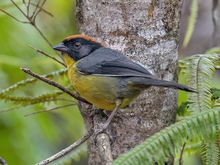 Black-fronted Brushfinch - Atlapetes nigrifrons - Birds of the World
