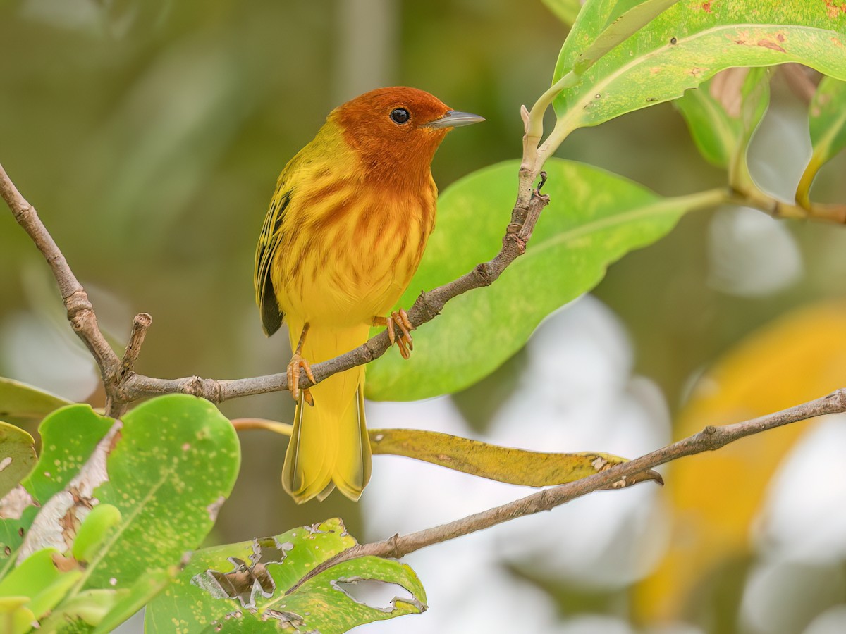 Mangrove Yellow Warbler - Setophaga petechia - Birds of the World