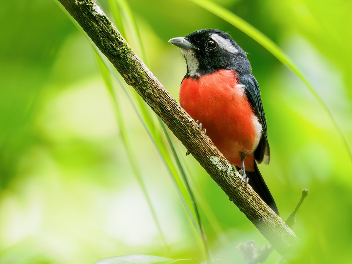 Rose-breasted Chat - Granatellus pelzelni - Birds of the World