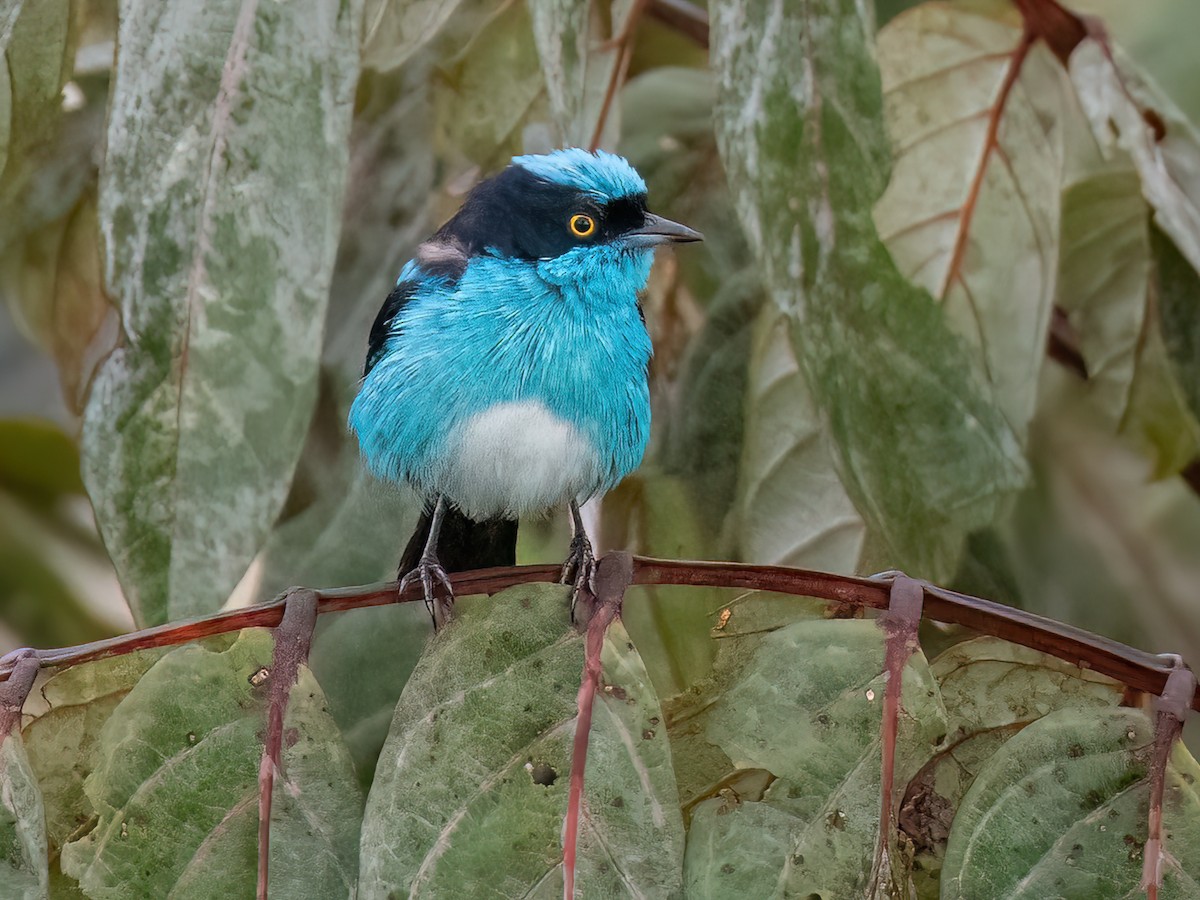 Black-faced Dacnis - Dacnis lineata - Birds of the World