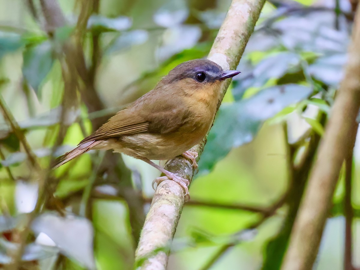 Sharpe's Akalat - Sheppardia sharpei - Birds of the World