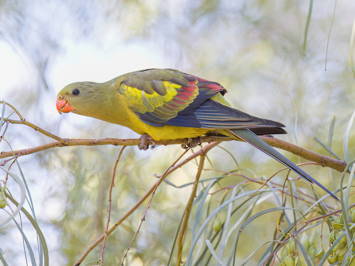 Regent Parrot - Polytelis anthopeplus - Birds of the World