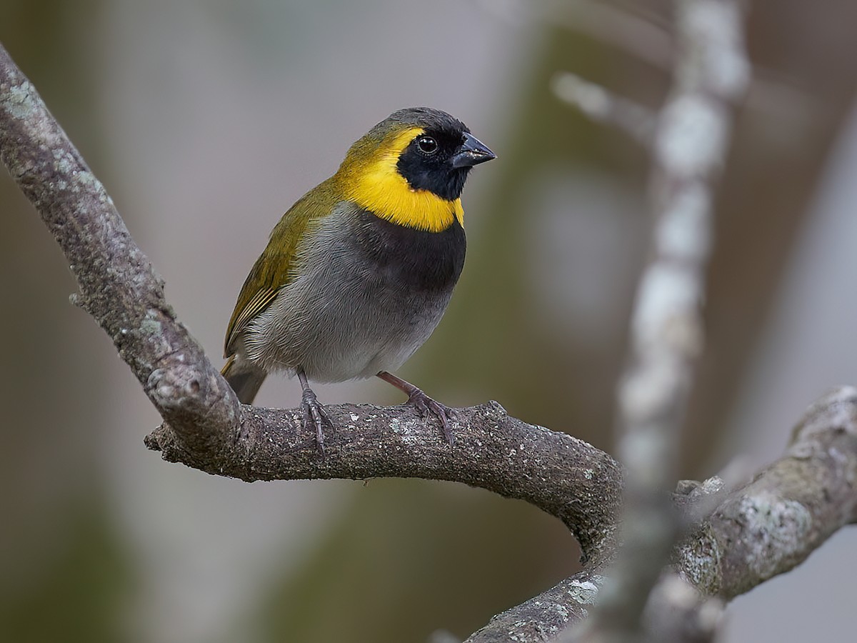 Cuban Grassquit - Phonipara canora - Birds of the World