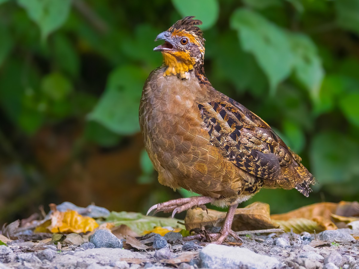 Singing Quail - Dactylortyx thoracicus - Birds of the World