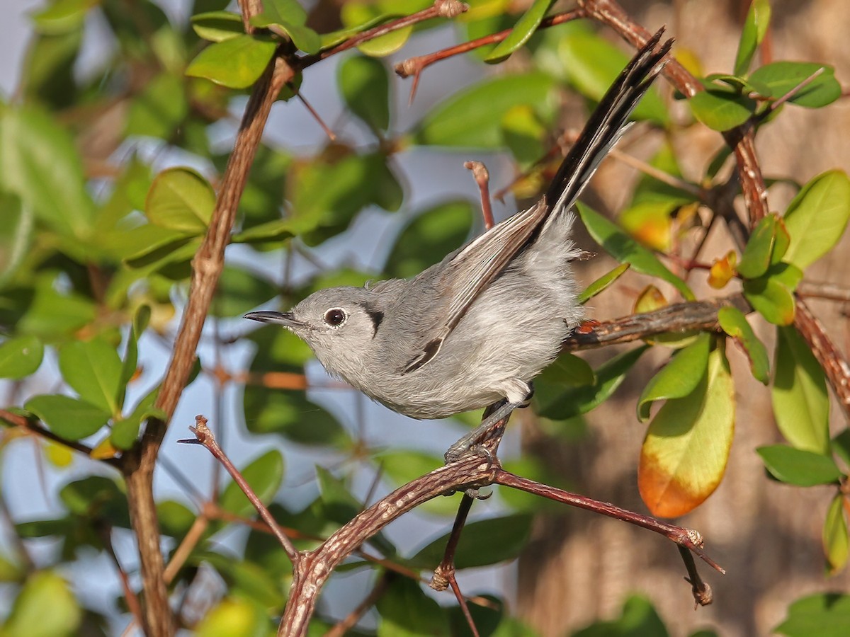 Cuban Gnatcatcher - Polioptila lembeyei - Birds of the World