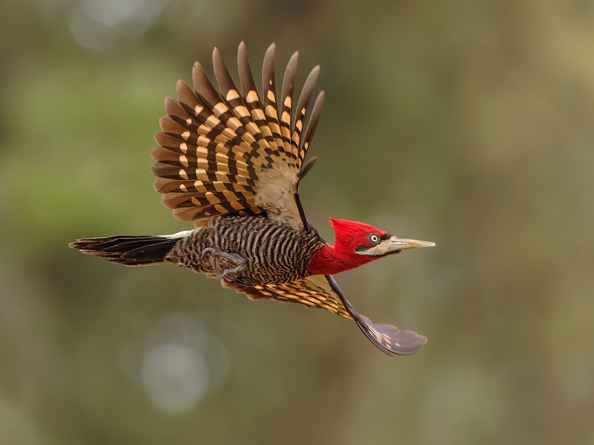 Robust Woodpecker - Campephilus robustus - Birds of the World