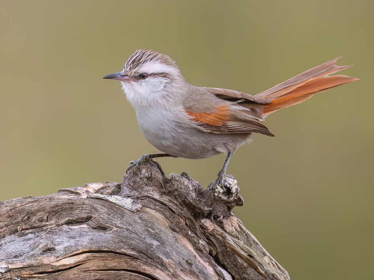 Stripe-crowned Spinetail - Cranioleuca pyrrhophia - Birds of the World