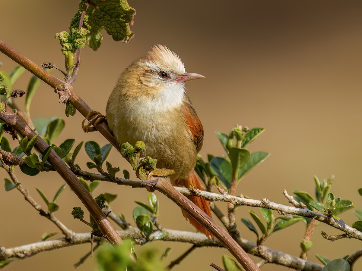 Creamy-crested Spinetail - Cranioleuca albicapilla - Birds of the World