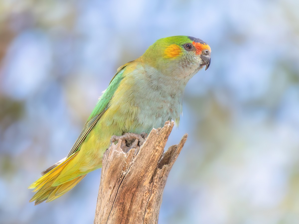 Purple-crowned Lorikeet - Psitteuteles porphyrocephalus - Birds of the ...
