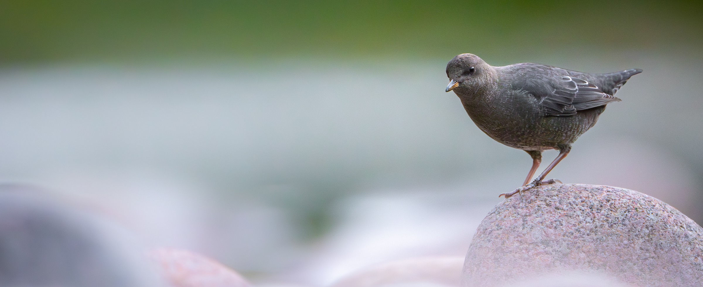 Birds of the World - Cornell Lab of Ornithology