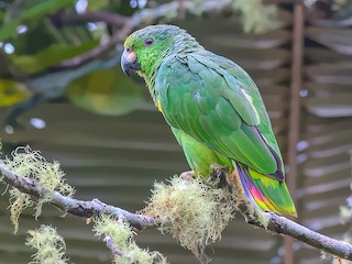 Scaly-naped Amazon - Amazona mercenarius - Birds of the World
