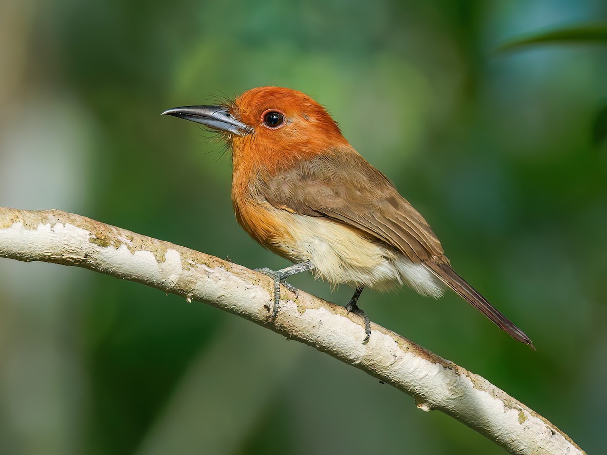 Chestnut-headed Nunlet - Nonnula amaurocephala - Birds of the World