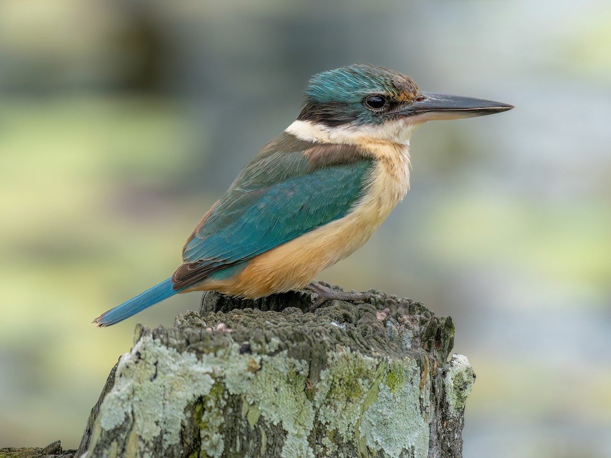 Sacred Kingfisher - Todiramphus sanctus - Birds of the World