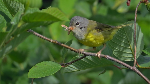 Dieta y alimentación - Mourning Warbler - Geothlypis philadelphia ...