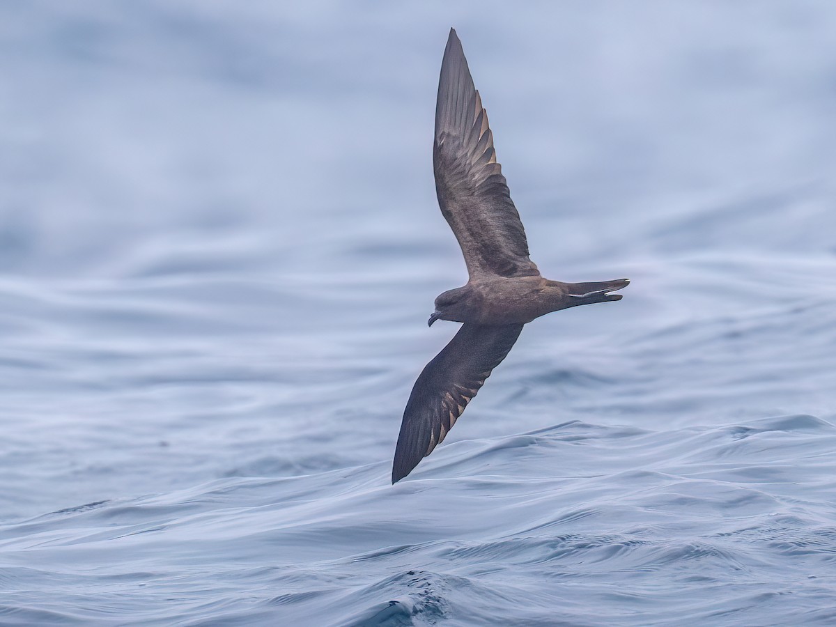 Black Storm-Petrel - Hydrobates melania - Birds of the World
