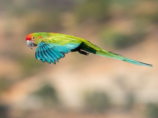 Red-fronted Macaw - Ara rubrogenys - Birds of the World