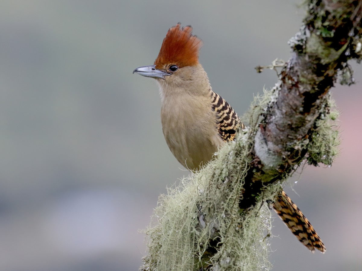 Giant Antshrike - Batara cinerea - Birds of the World