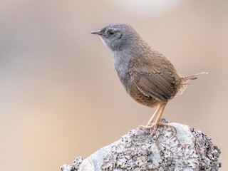 Puna Tapaculo - Scytalopus simonsi - Birds of the World