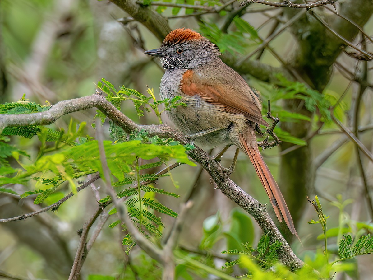Sooty-fronted Spinetail - Synallaxis frontalis - Birds of the World