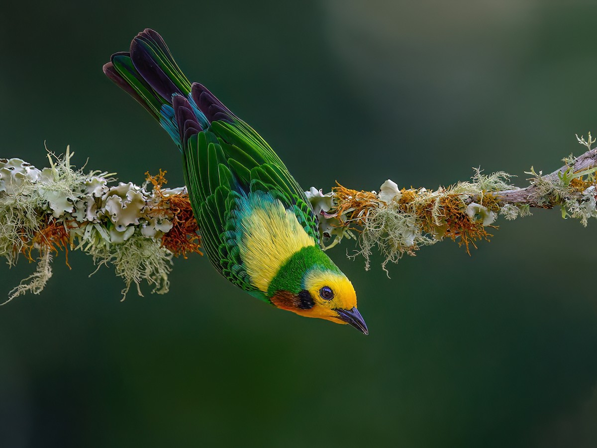 Multicolored Tanager - Chlorochrysa nitidissima - Birds of the World