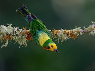 Multicolored Tanager - Chlorochrysa nitidissima - Birds of the World