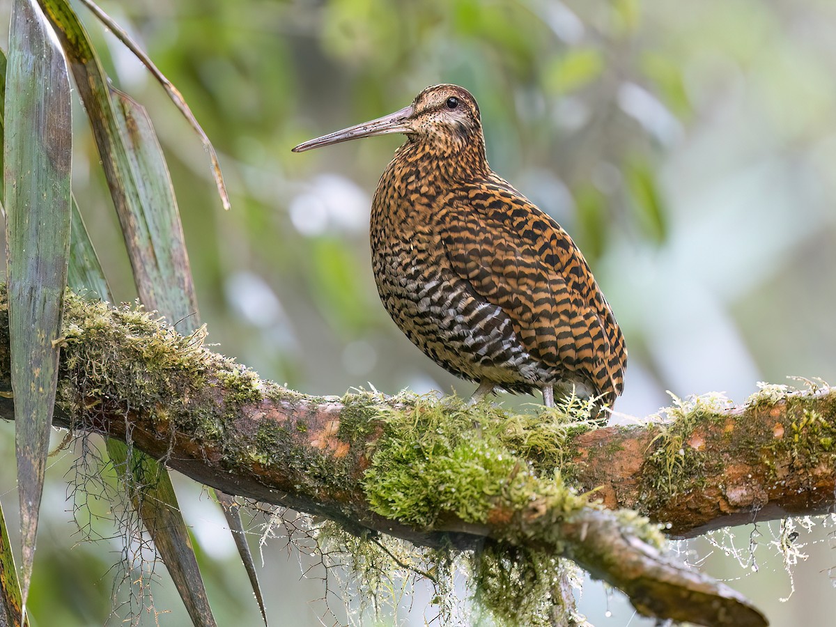Imperial Snipe - Gallinago imperialis - Birds of the World