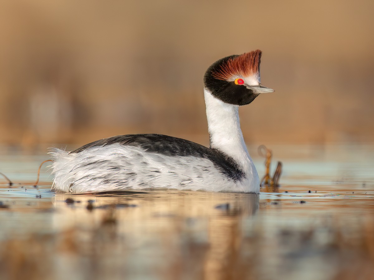 Hooded Grebe - Podiceps gallardoi - Birds of the World