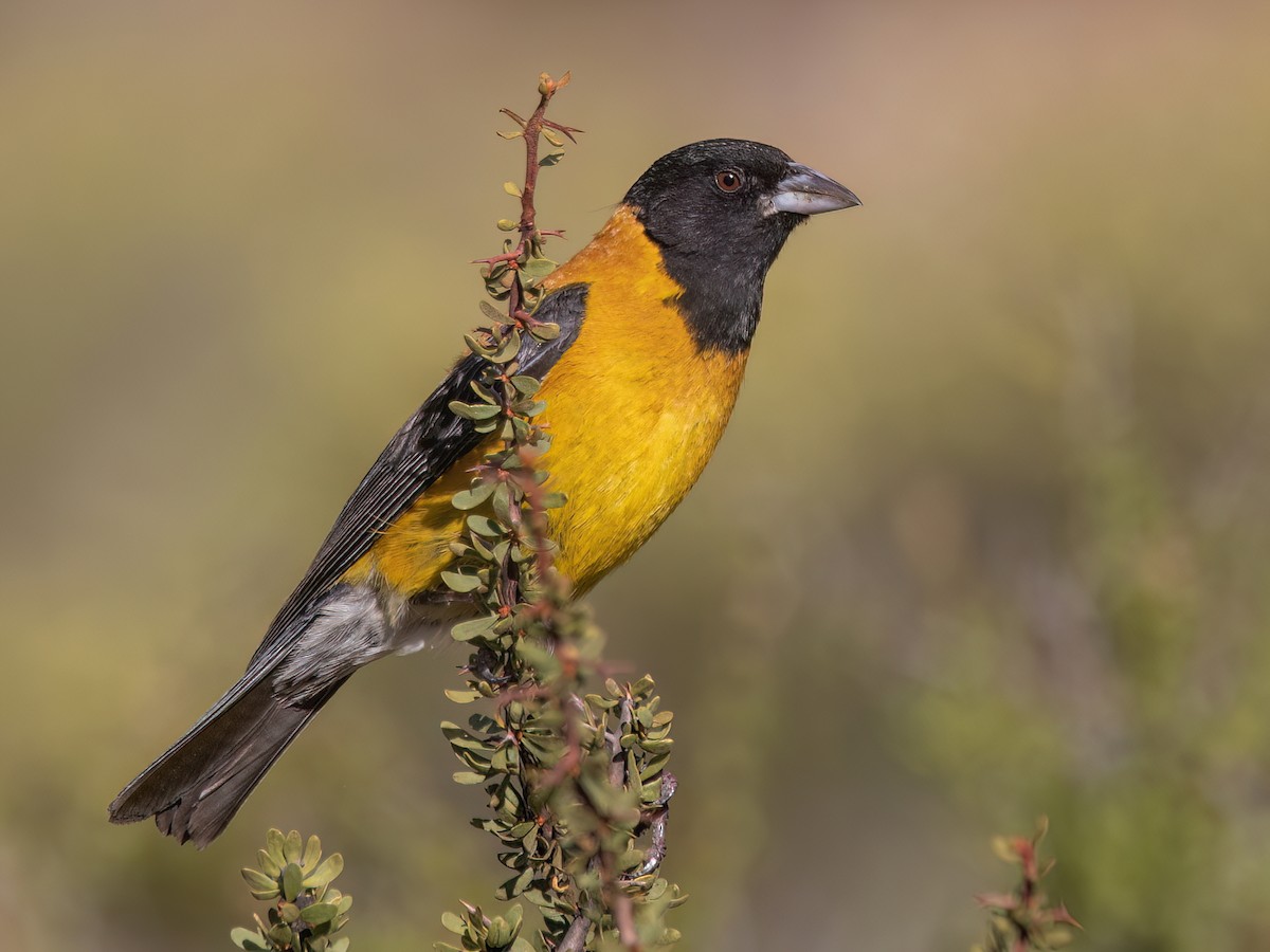Black-hooded Sierra Finch - Phrygilus atriceps - Birds of the World