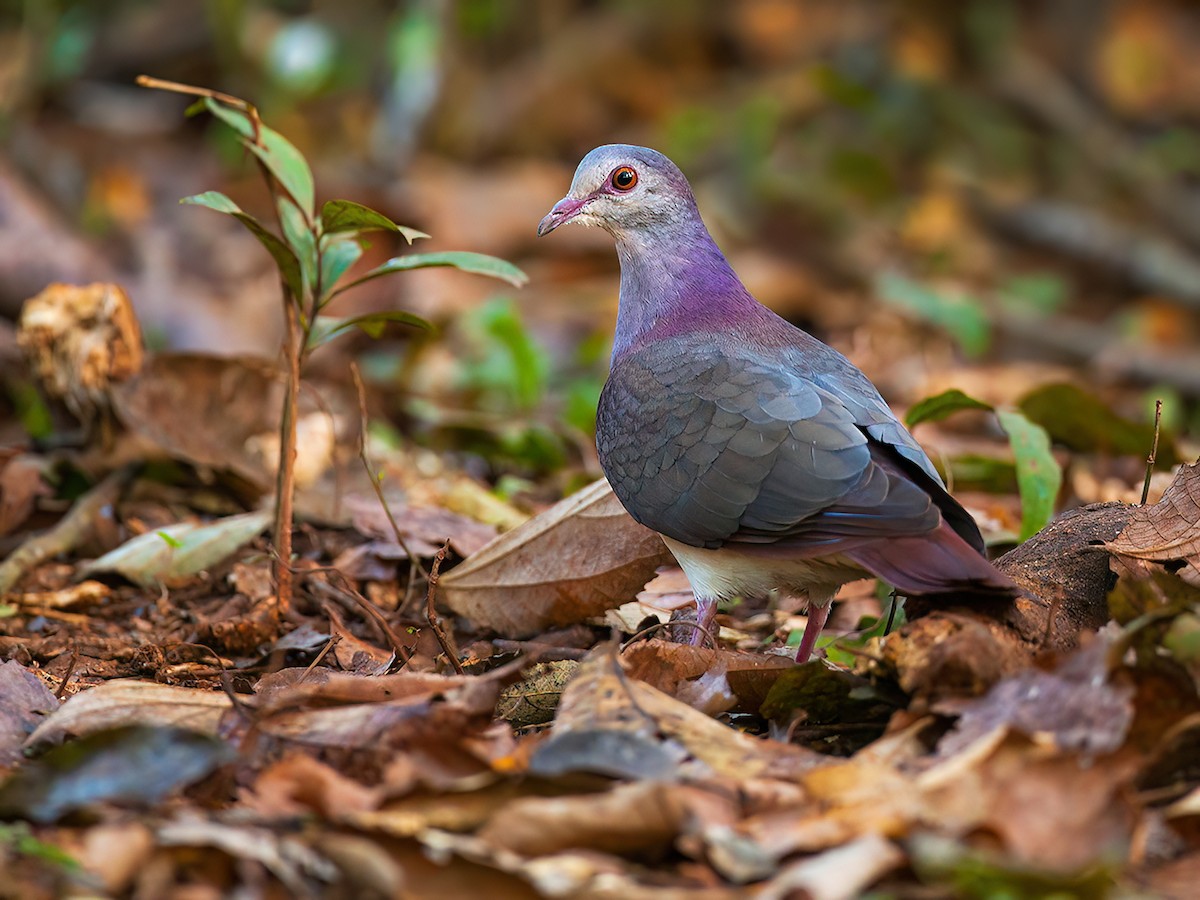 Violaceous Quail-Dove - Geotrygon violacea - Birds of the World