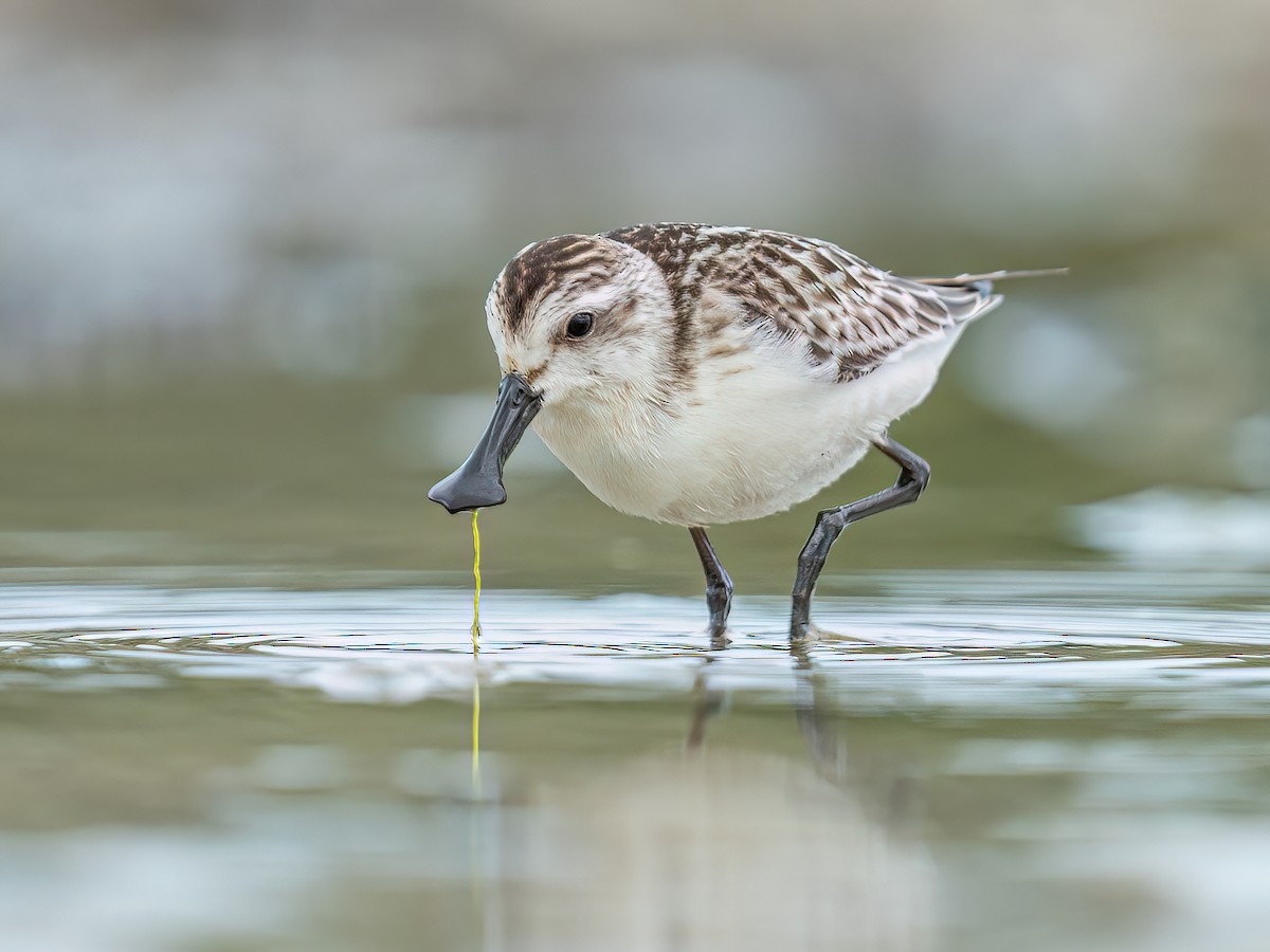 Spoon-billed Sandpiper - Calidris pygmaea - Birds of the World