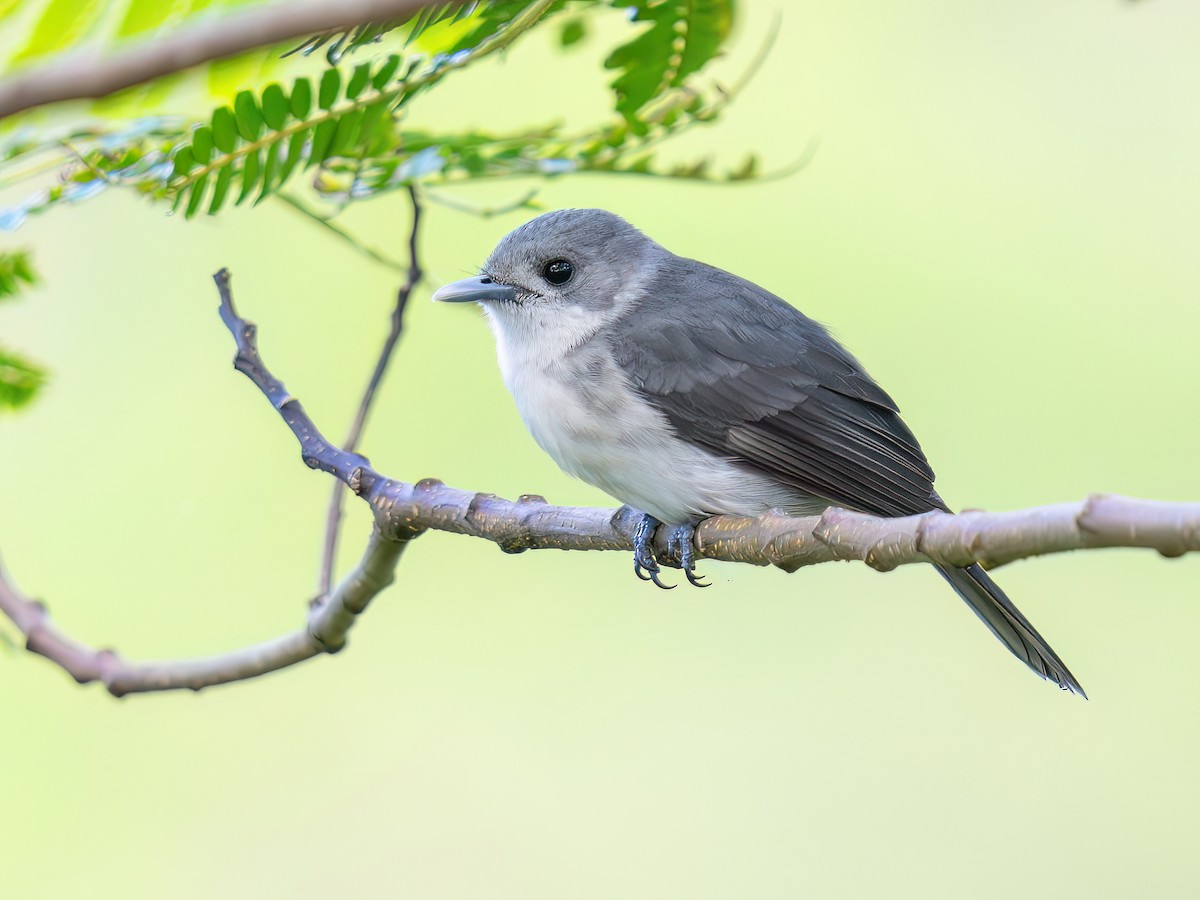 Rarotonga Monarch - Pomarea dimidiata - Birds of the World