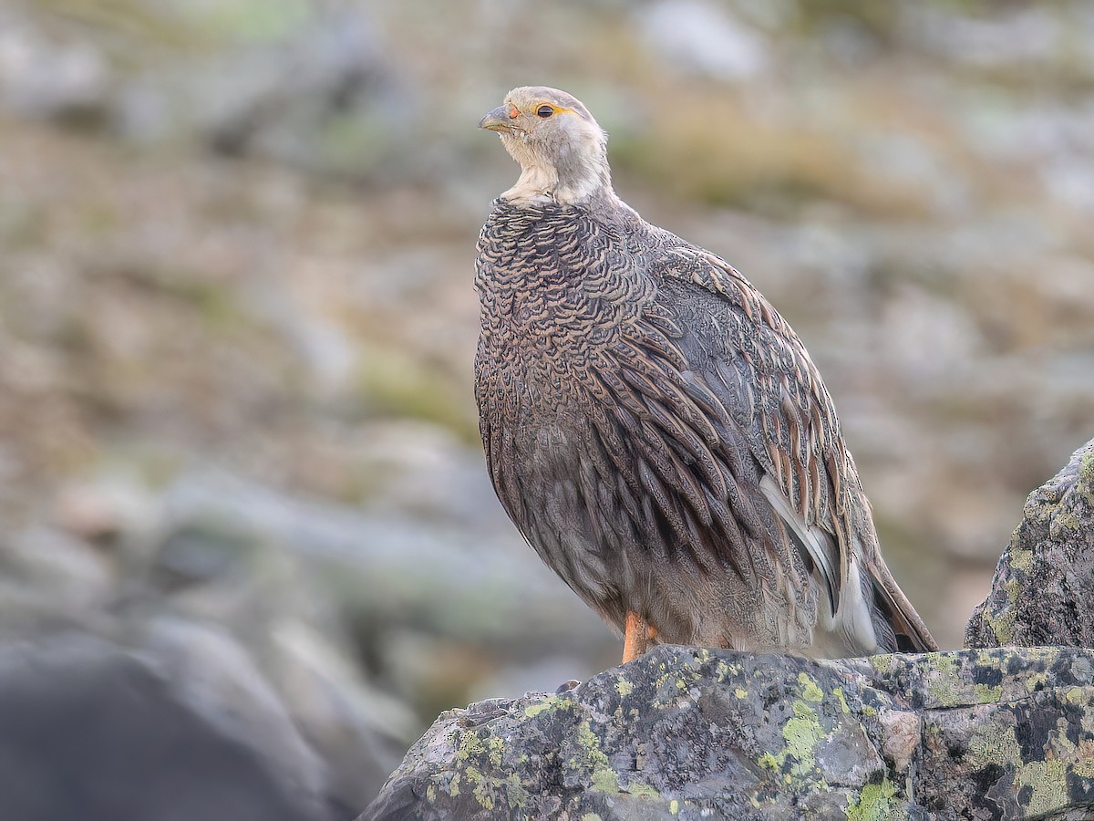 Caucasian Snowcock - Tetraogallus caucasicus - Birds of the World