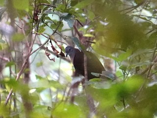 Santa Cruz Ground Dove - eBird