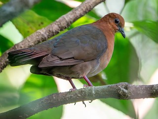 Santa Cruz Ground Dove - eBird