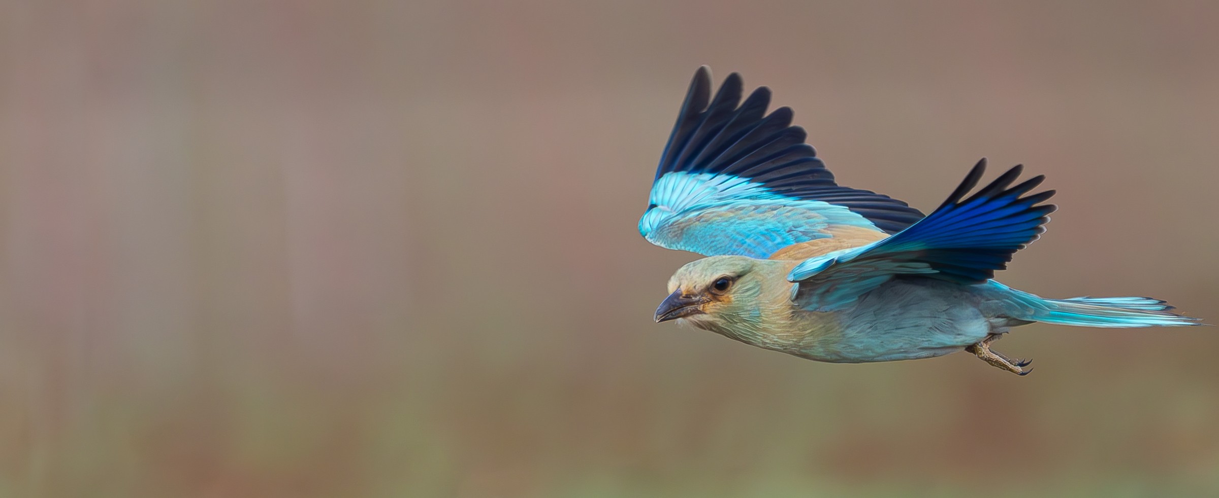 Birds of the World - Cornell Lab of Ornithology