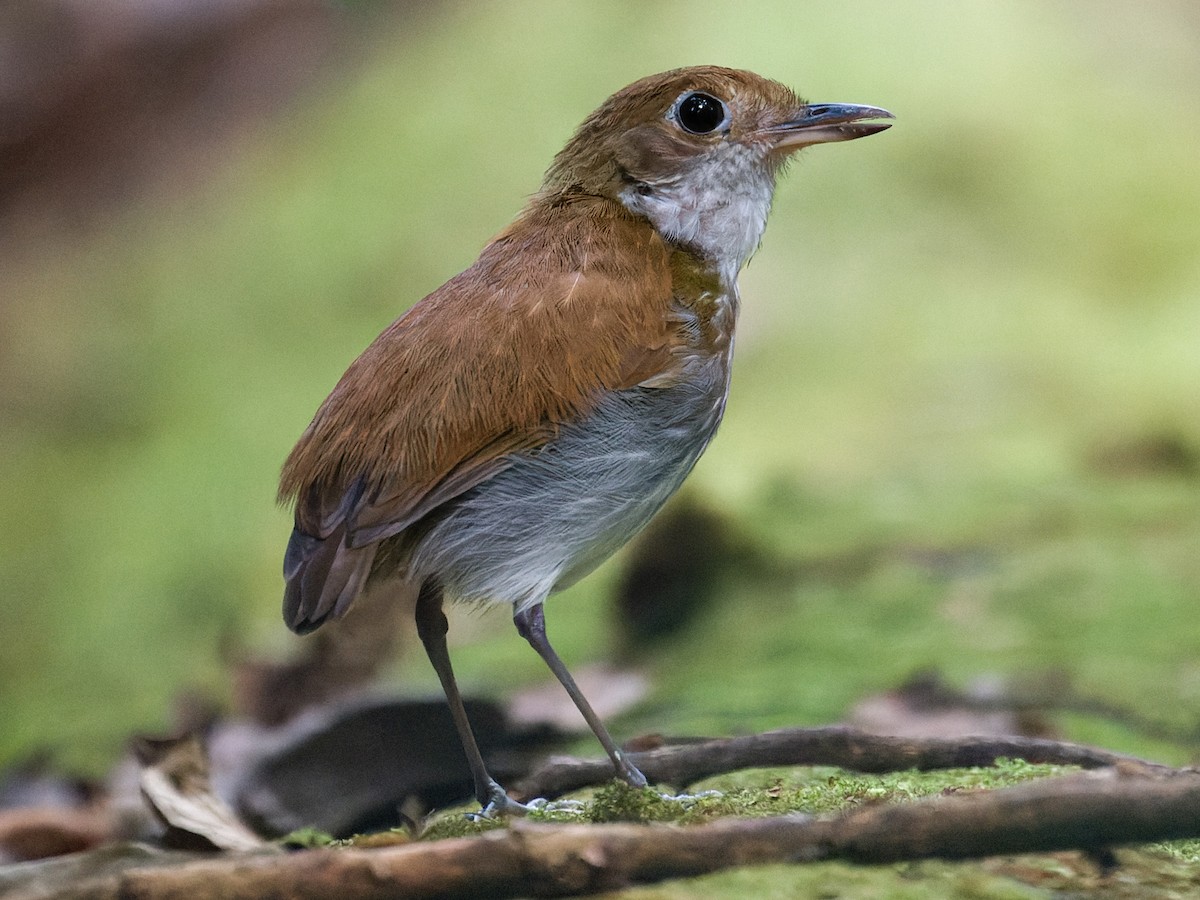 Tapajos Antpitta - Myrmothera subcanescens - Birds of the World