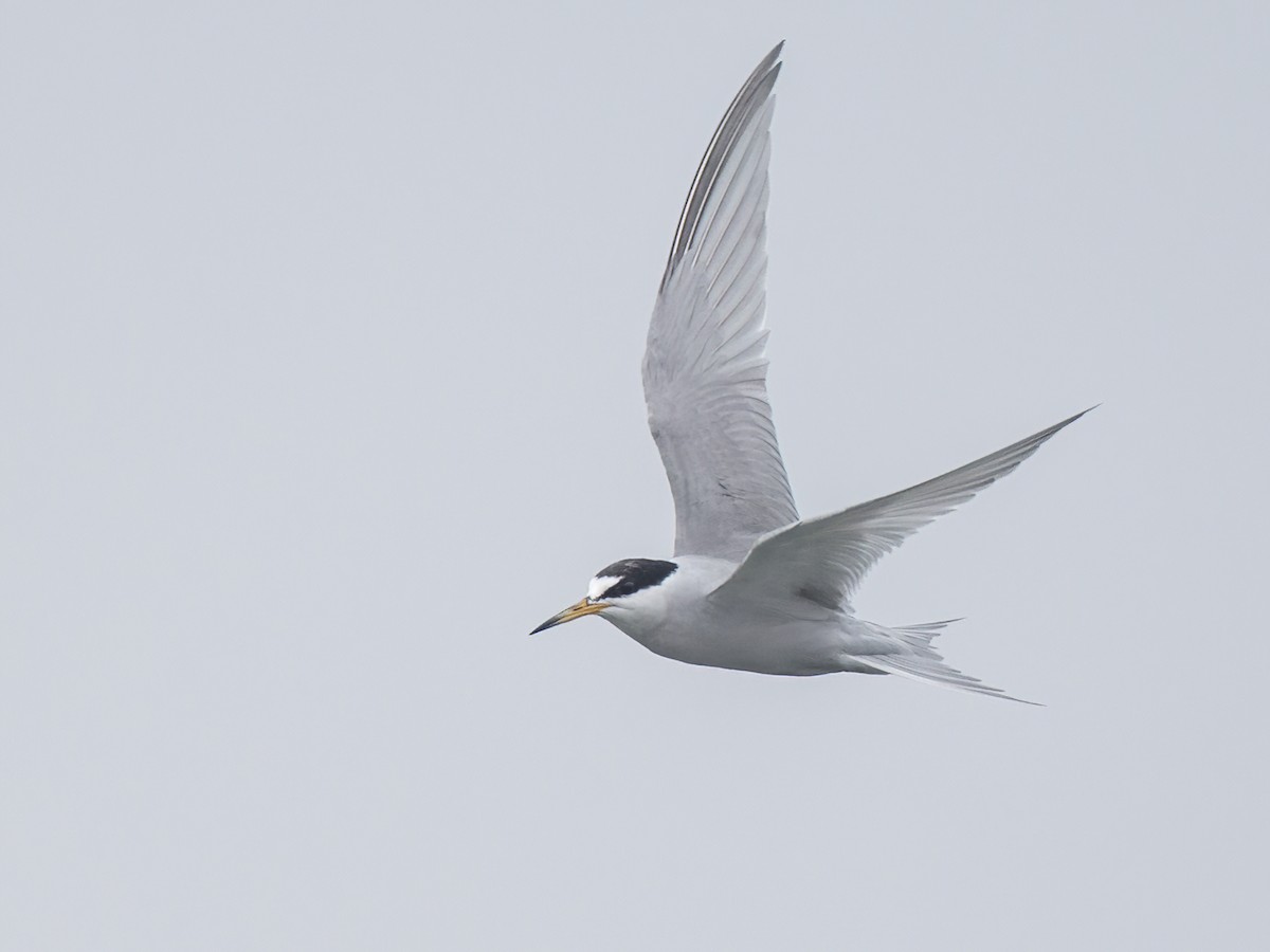 Peruvian Tern - Sternula lorata - Birds of the World