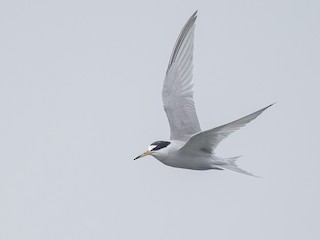 Peruvian Tern - Sternula lorata - Birds of the World