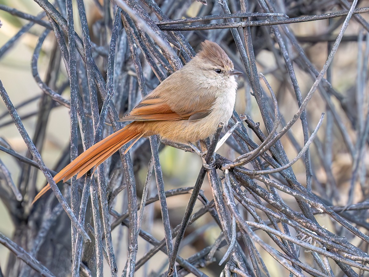 Brown-capped Tit-Spinetail - Leptasthenura fuliginiceps - Birds of the ...